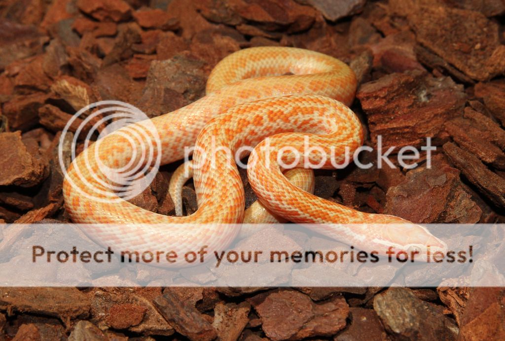 SW England - CB2015 Albino Brown House Snakes T+, T-, Patternless ...