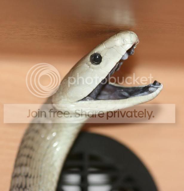 wanted pics of your dwa animals | Reptile Forums