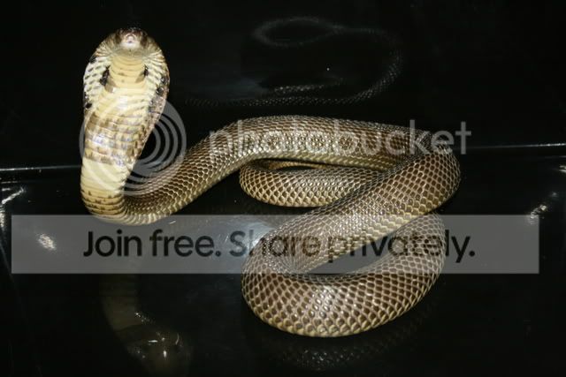 wanted pics of your dwa animals | Reptile Forums